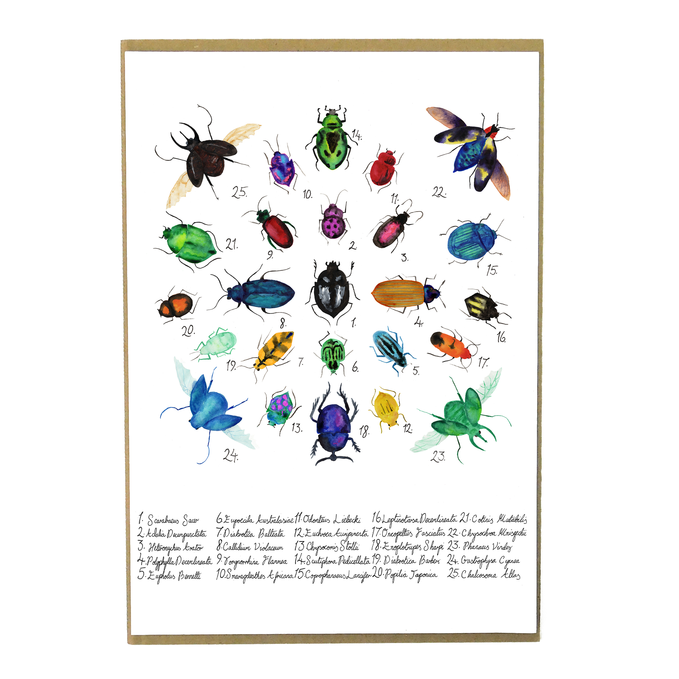 Coleoptera Beetle A4 Art Print | CREOATE
