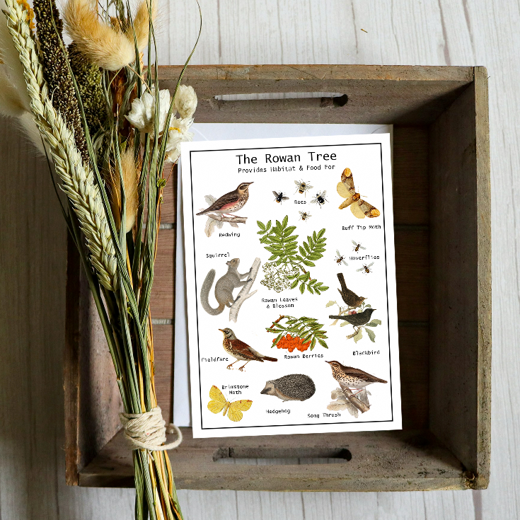 Tree Seed Card - The Rowan tree | CREOATE